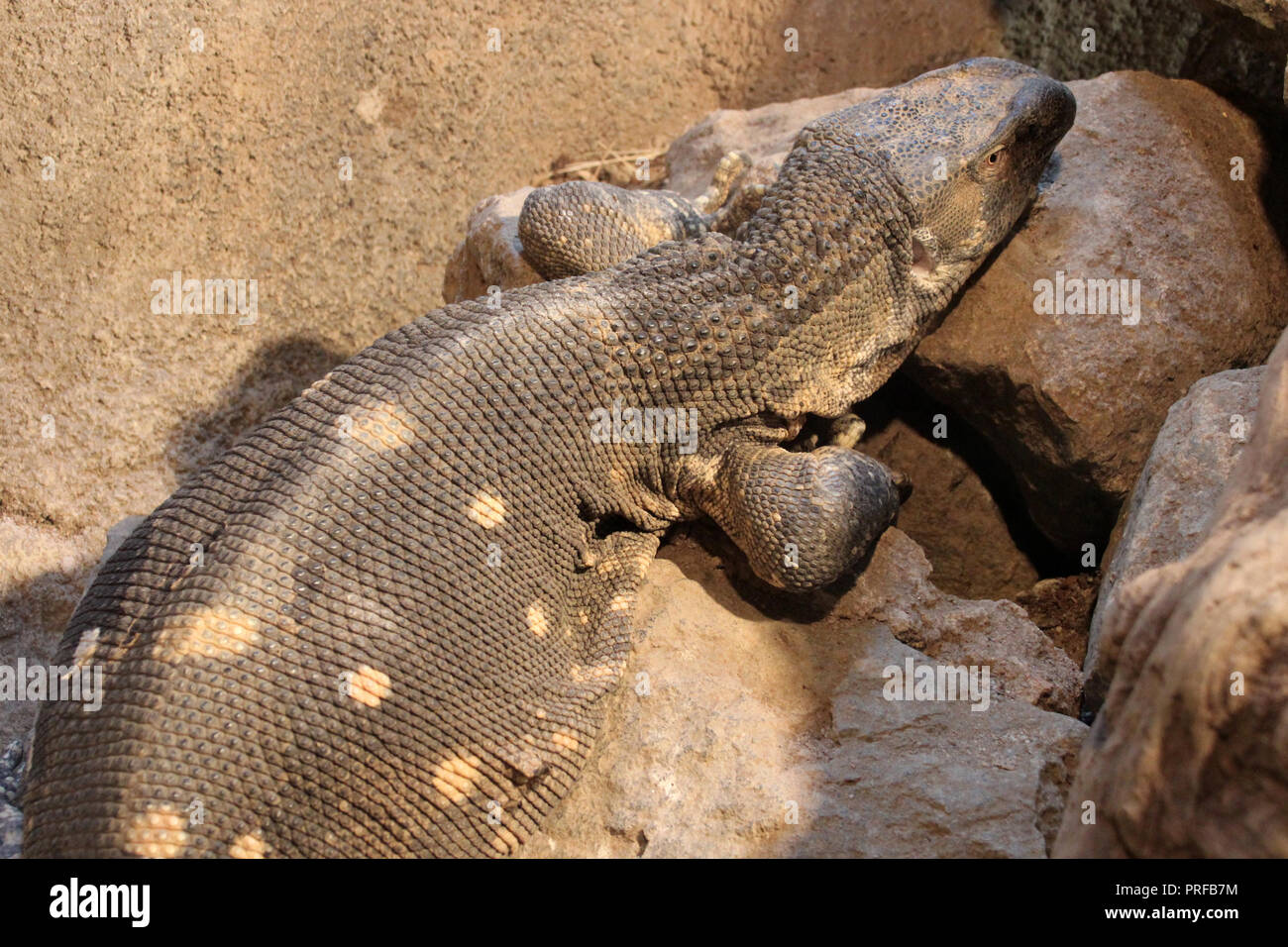 A monitor lizard in a zoo in Singapore Stock Photo - Alamy