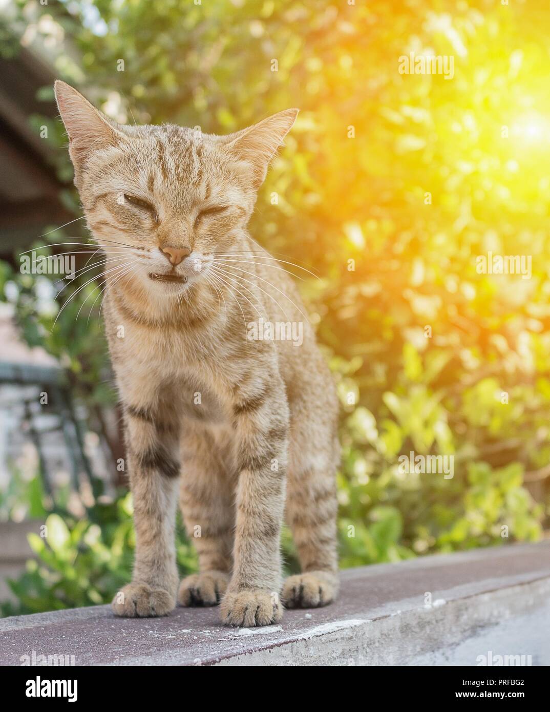 Pitiable hi-res stock photography and images - Alamy