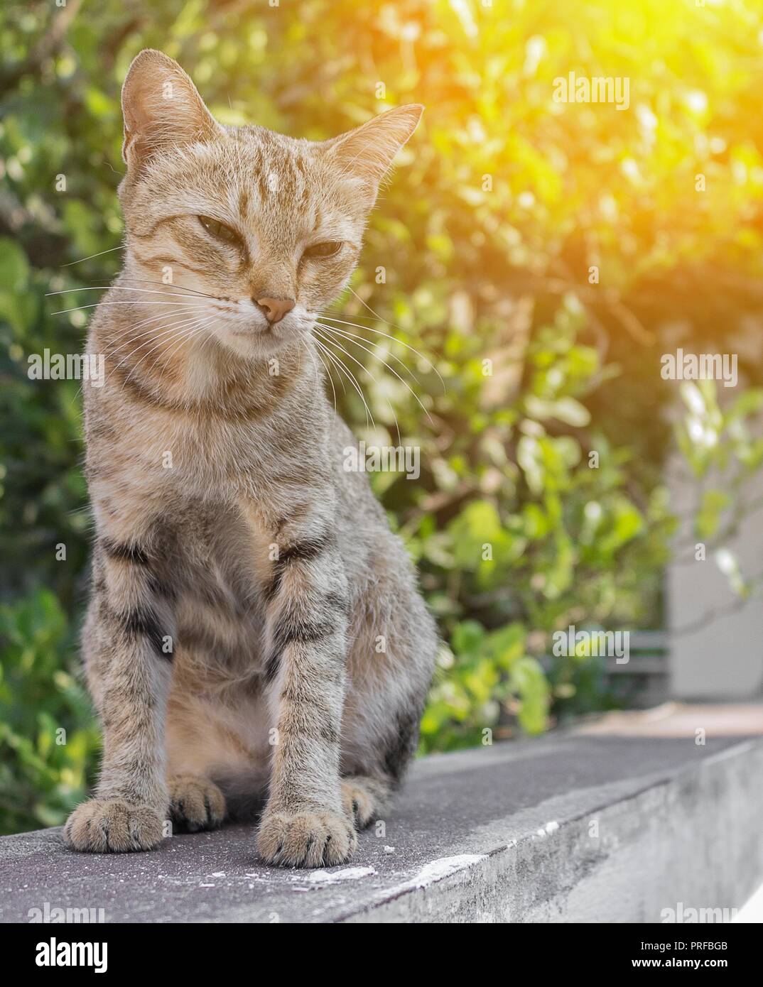 Pitiable hi-res stock photography and images - Alamy