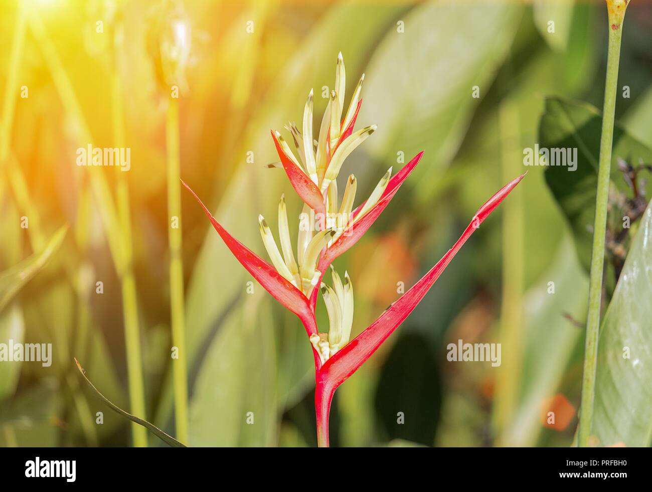 bird of paradise ,Beautiful red flower ( Strelitzia Reginae Madeira ...