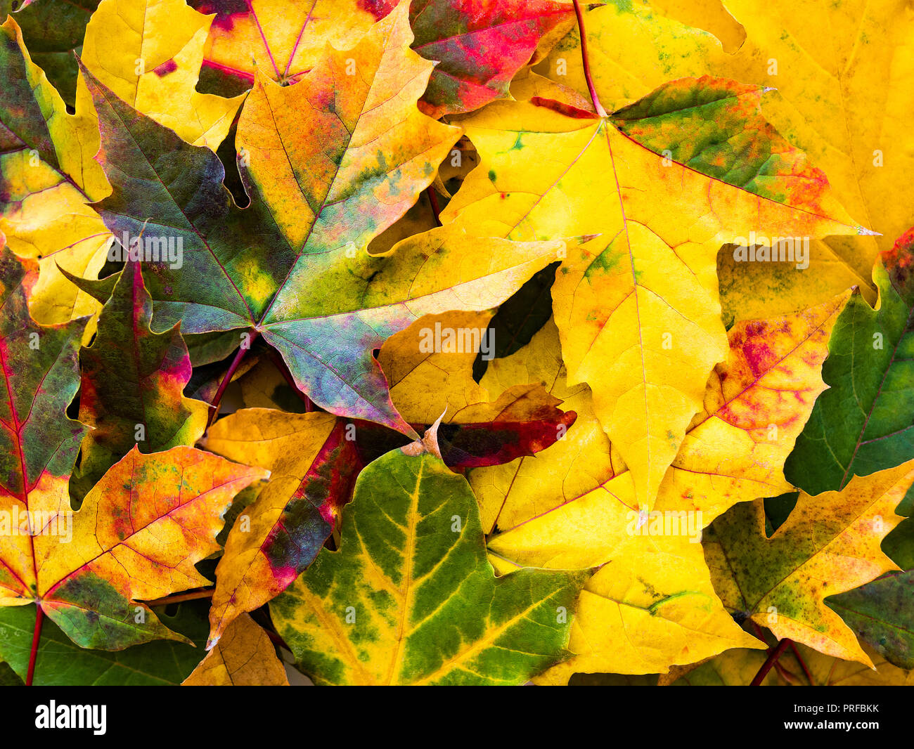 Colorful autumn leaves nature background Stock Photo - Alamy