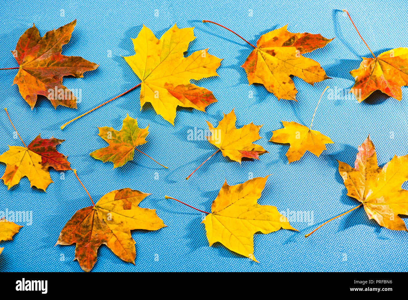 Autumn leaves on blue background Stock Photo - Alamy
