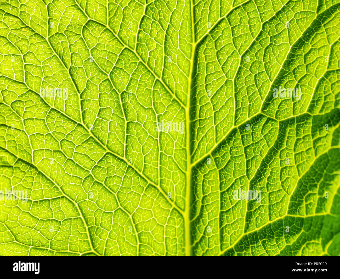 Green leaf texture Stock Photo - Alamy