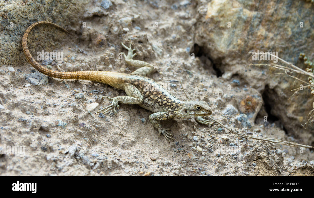 Himalayan agama hi-res stock photography and images - Alamy