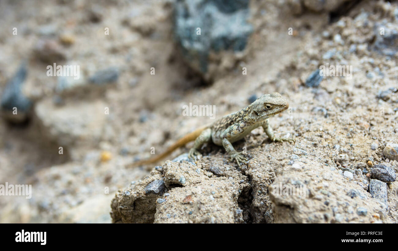 Himalayan agama hi-res stock photography and images - Alamy