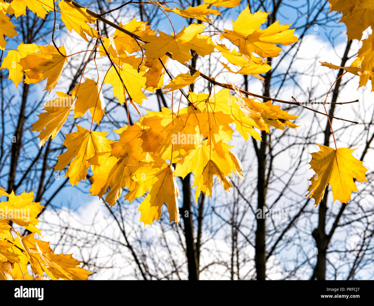 Autumn nature background with maple branches Stock Photo - Alamy