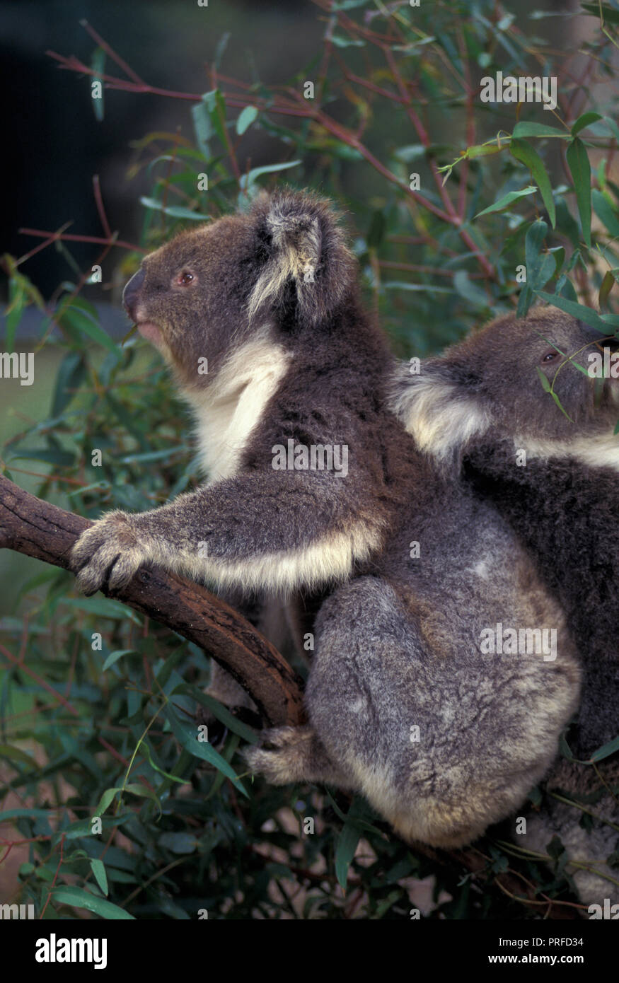 KOALA Phascolarctos cinereus Australia Stock Photo - Alamy