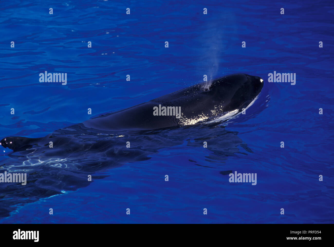 Orca killer whale family breathing hi-res stock photography and images ...