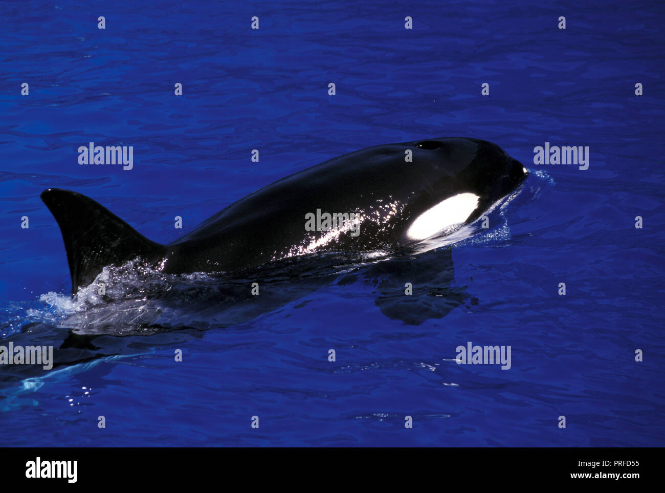 NOT 1062550 KILLER WHALE OR ORCA Orcinus orca largest species of the ...