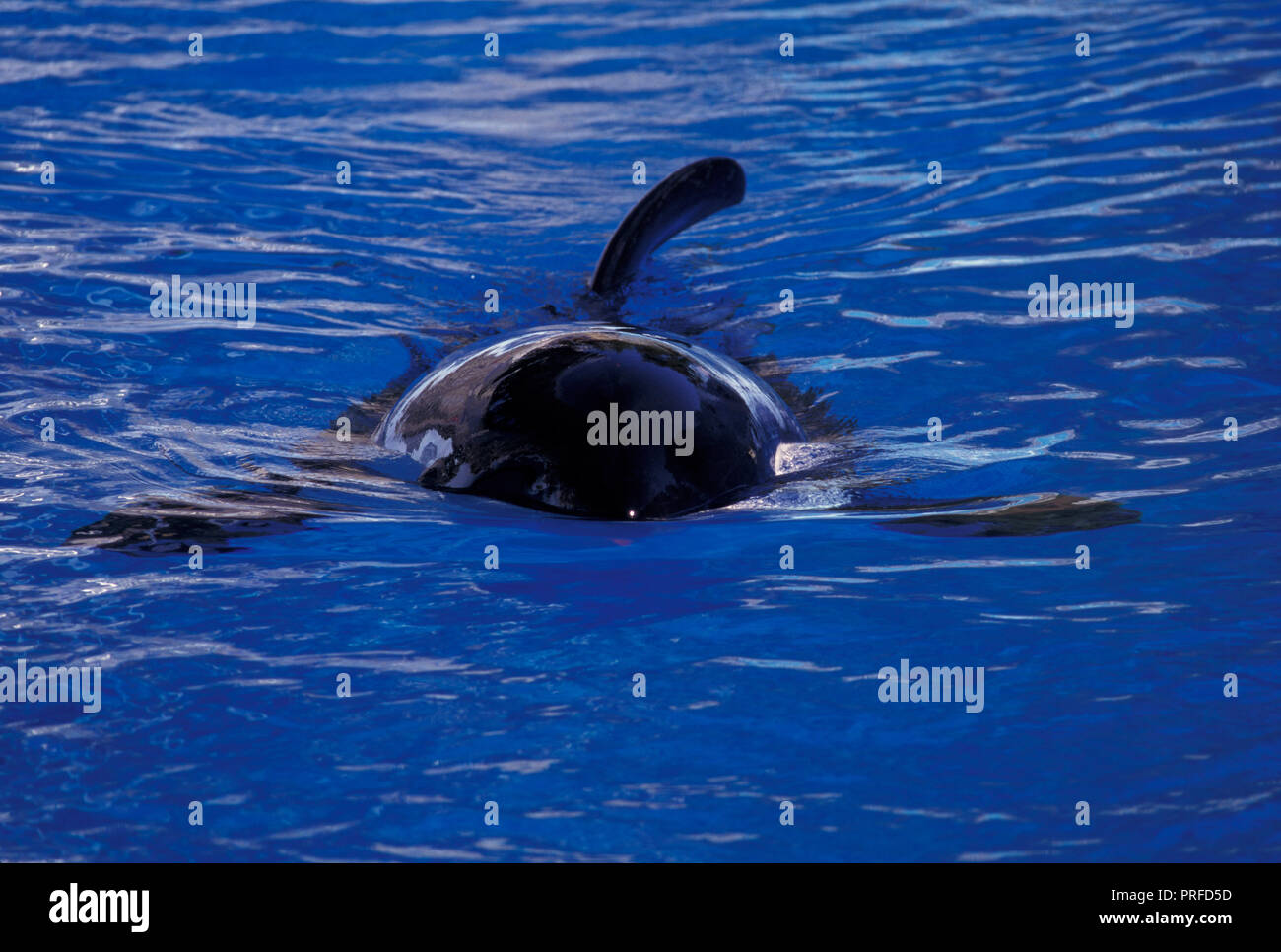 NOT 1075428 KILLER WHALE OR ORCA Orcinus orca largest species of the ...