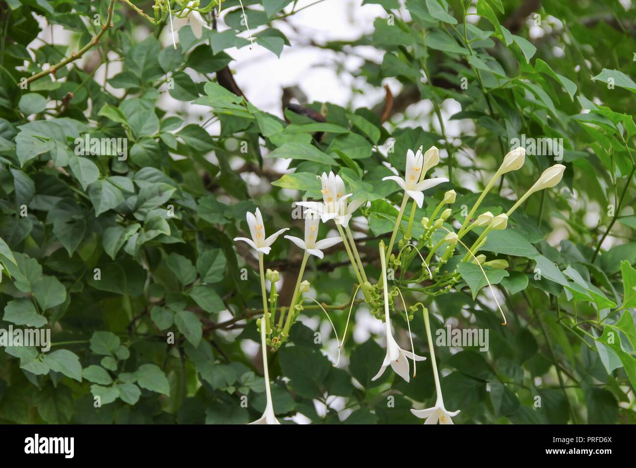 Indian cork tree hi-res stock photography and images - Alamy