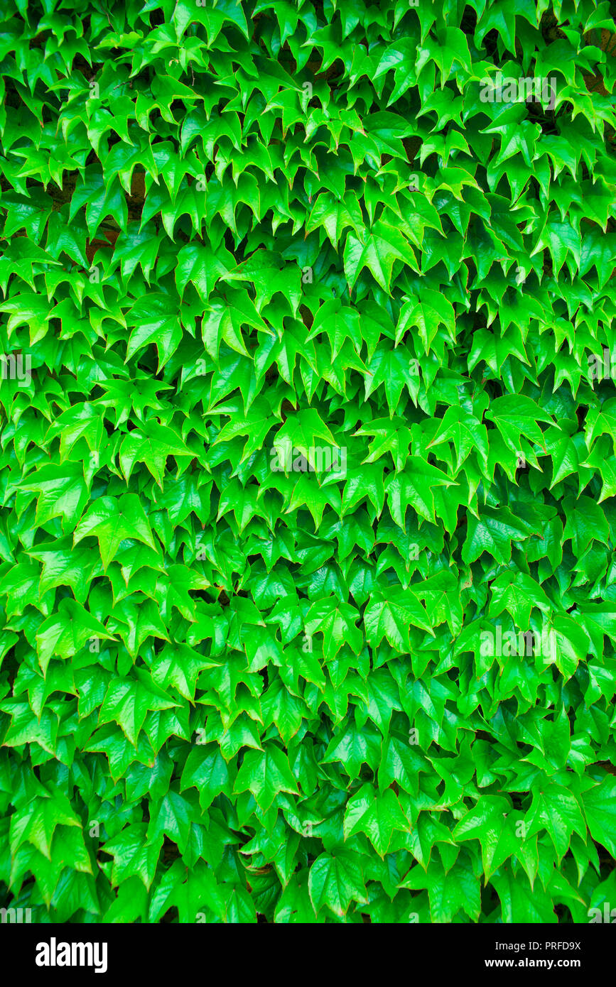 leavesleaves as background Stock Photo - Alamy