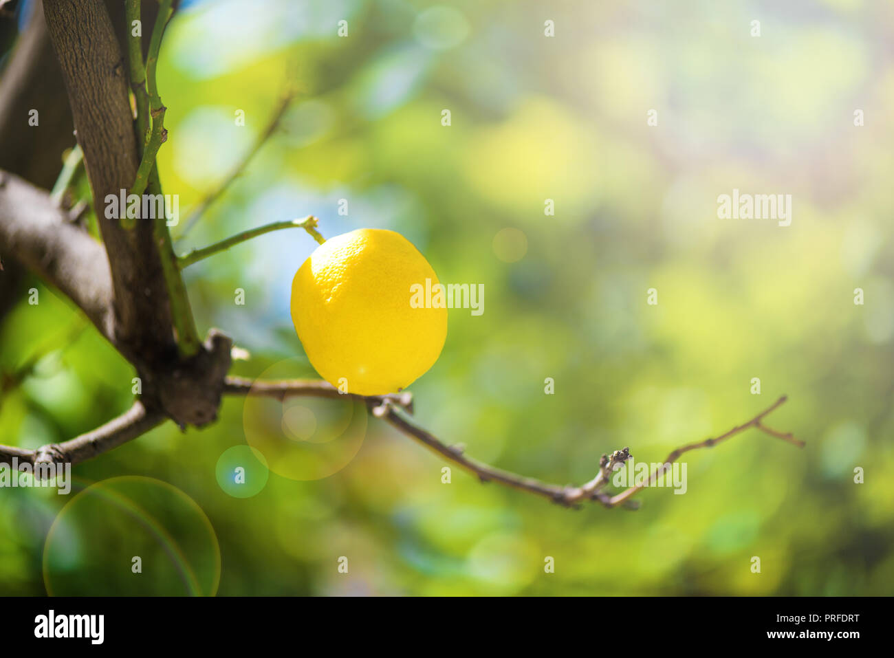 Ripe yellow lemon fruit in a branch on sunny summer day. Bright, soft ...