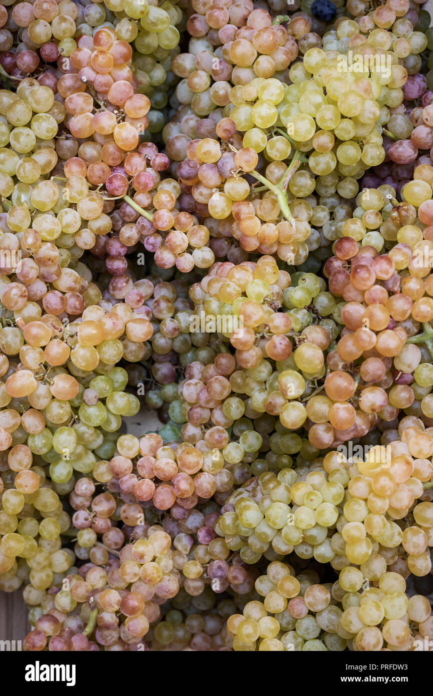 Green and pink grape texture Stock Photo - Alamy