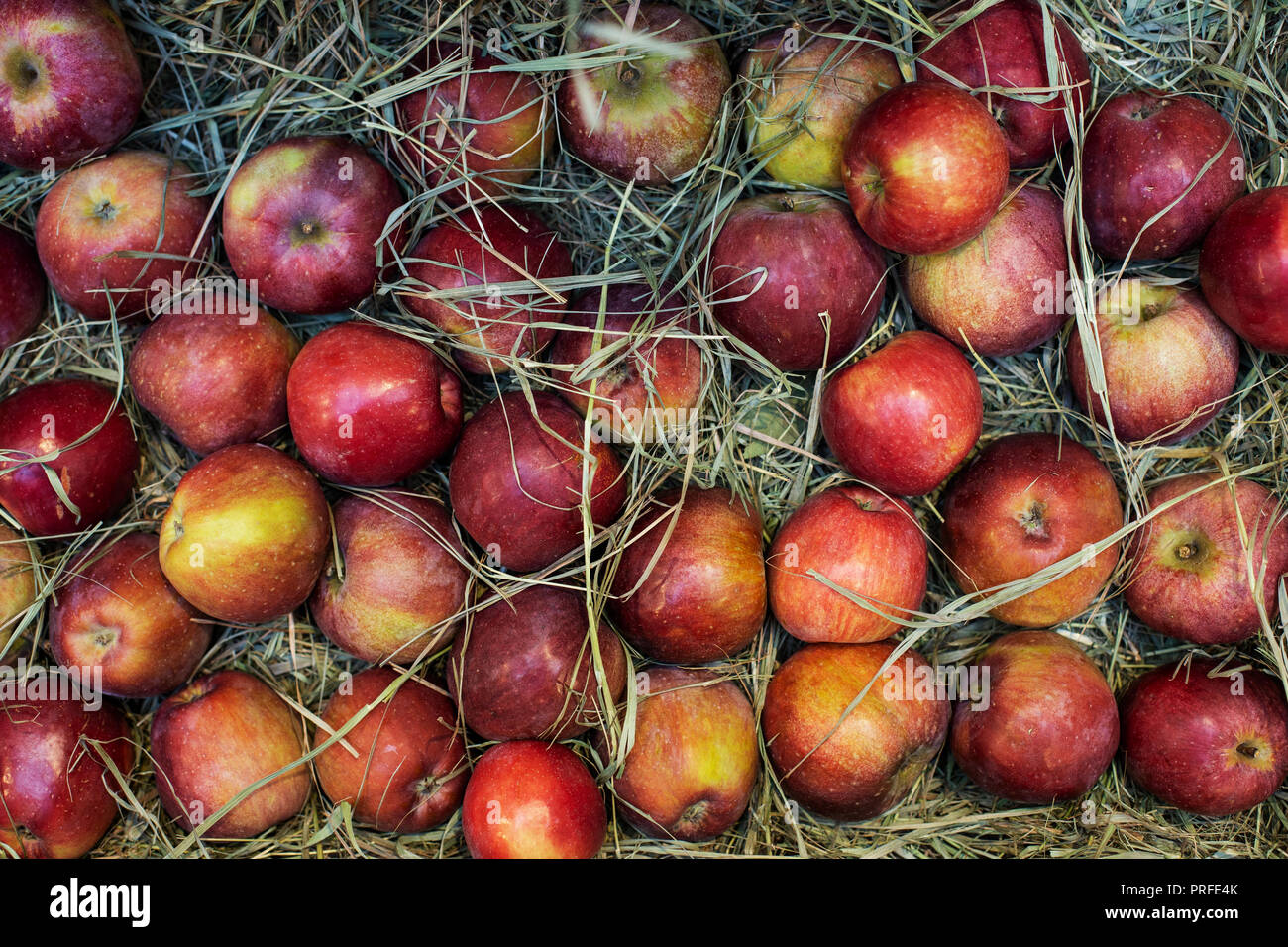 Composition of red apples at hay Stock Photo - Alamy