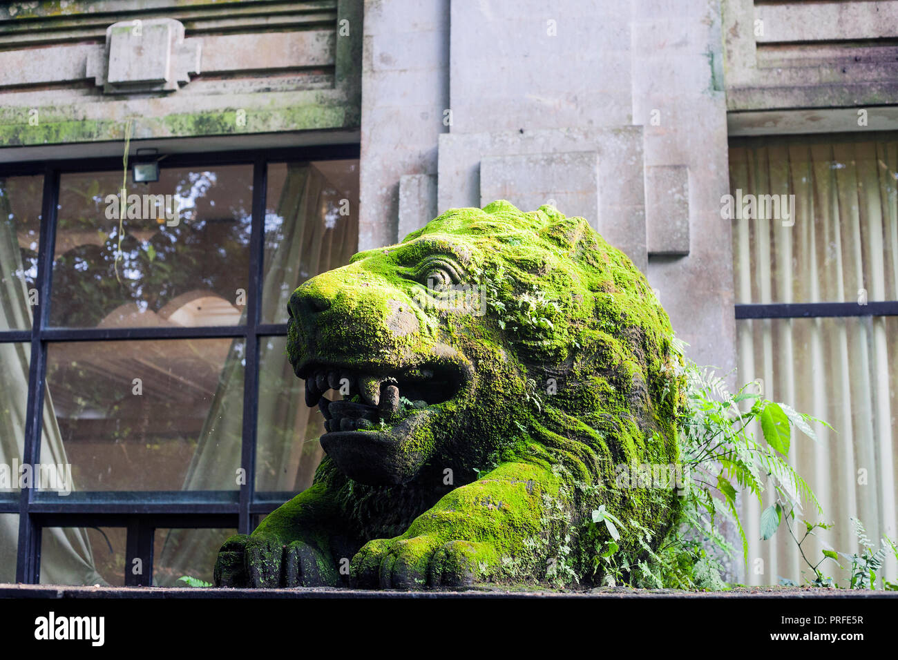 Old lion sculpture covered of green moss in Ubud monkey forest, Bali ...