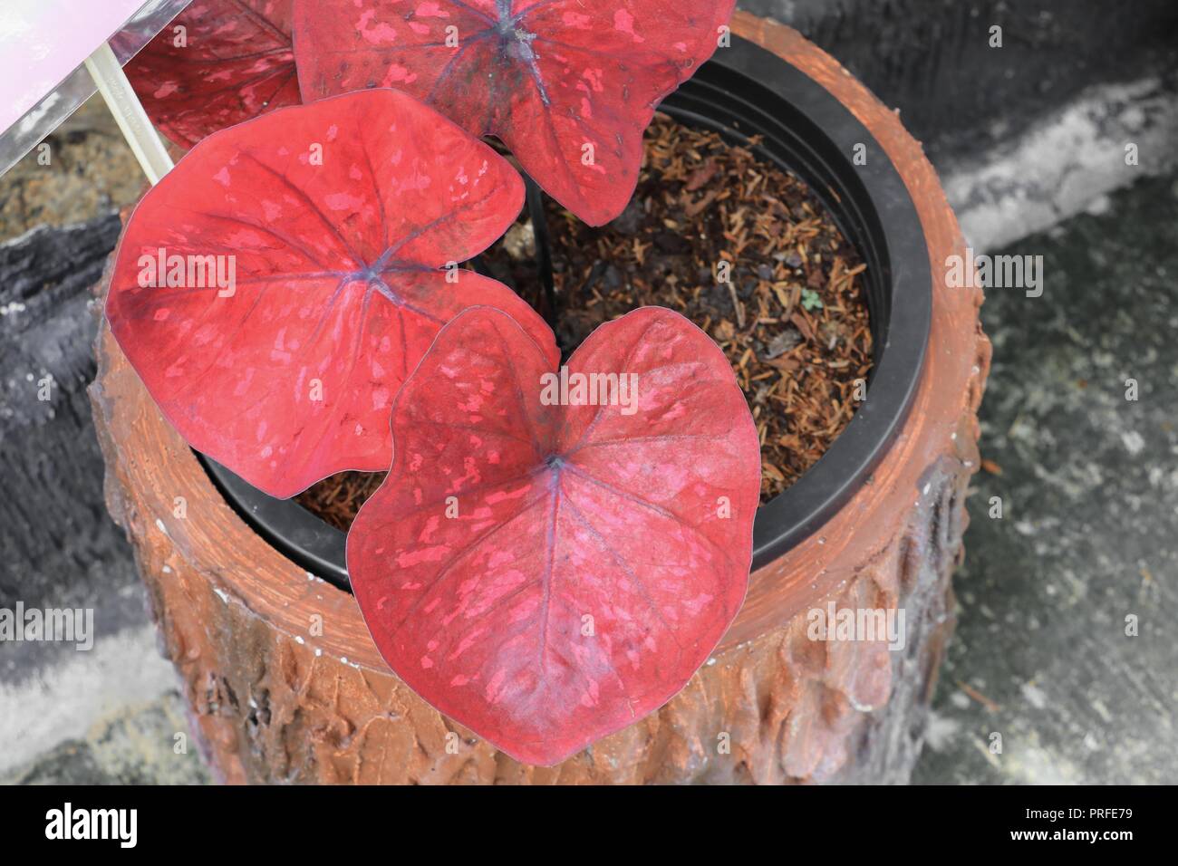 Caladium plant in pot hi-res stock photography and images - Alamy