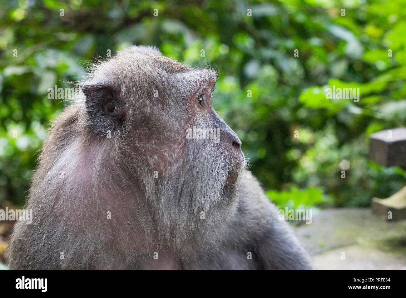 Monkey portrait. Face of Macaque monkey or macaca fascicularis in Ubud ...