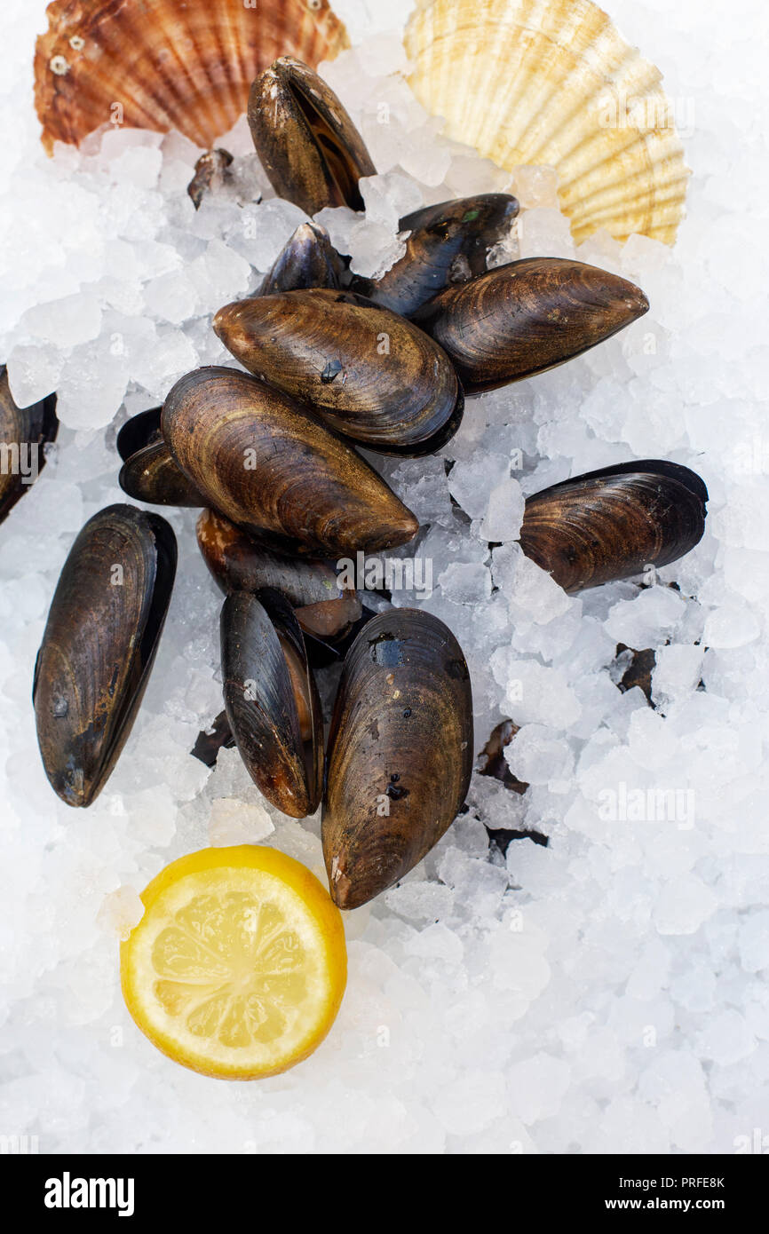 Composition of mussels with lemon and seashell at ice Stock Photo - Alamy