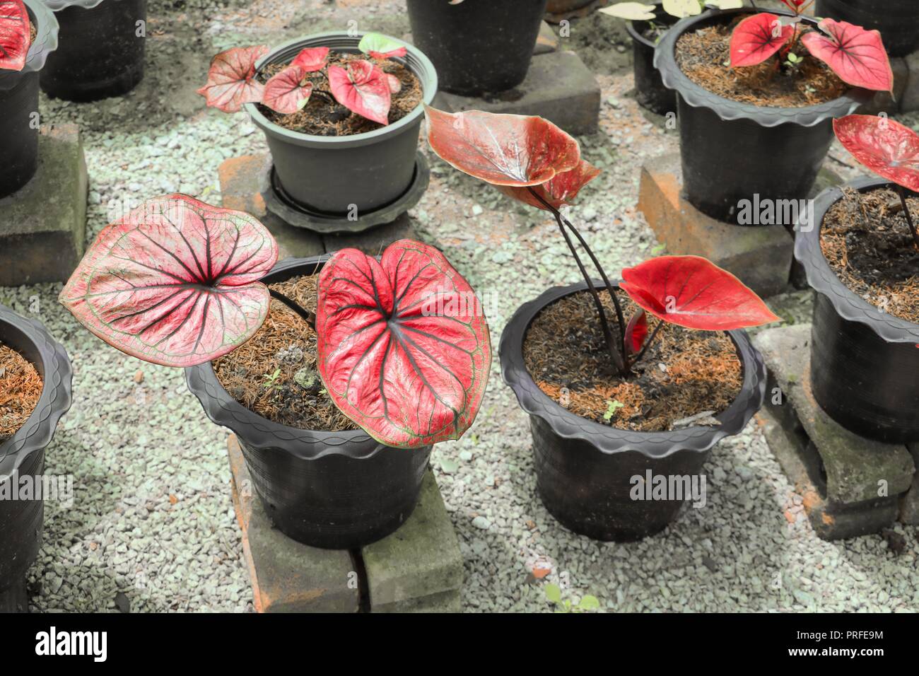 Caladium hybrid hi-res stock photography and images - Alamy