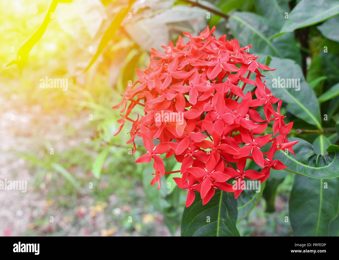 spike flower , Ixora coccinea red, Rubiaceae in nature, with sunset ...