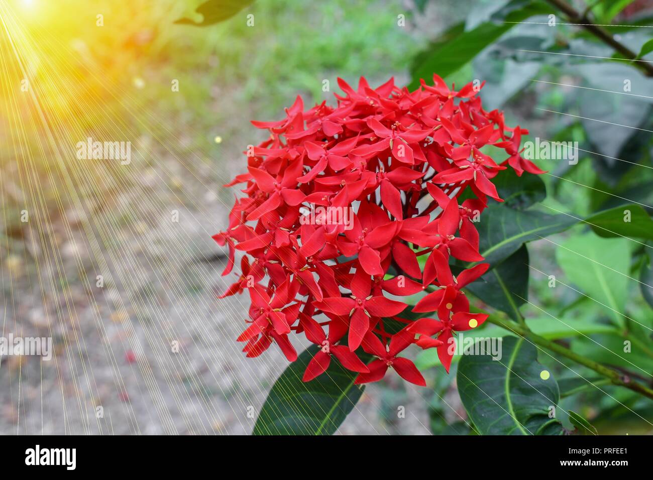 spike flower , Ixora coccinea red, Rubiaceae in nature, with sunset ...