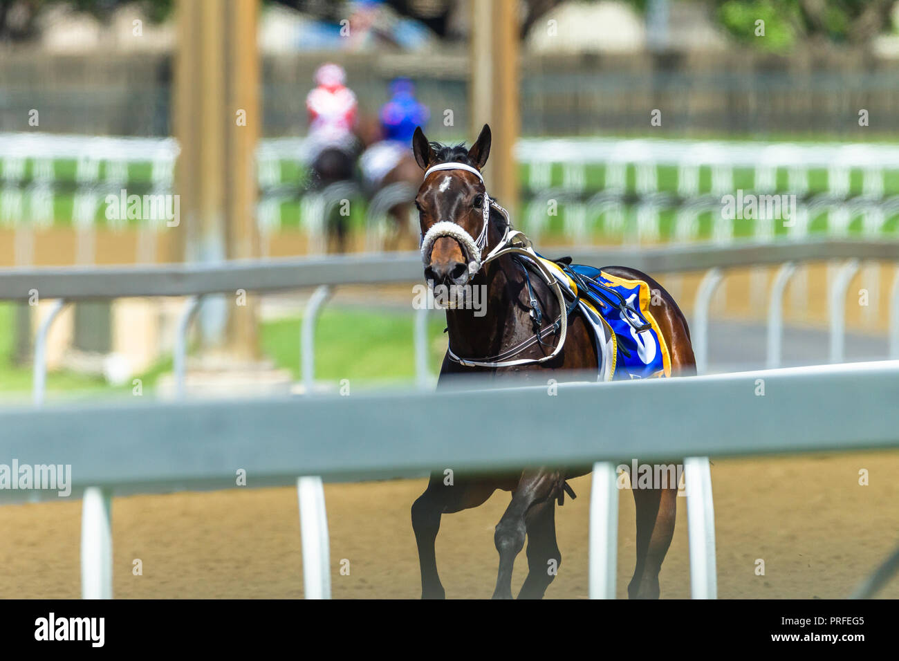 Riderless Horse Jumping