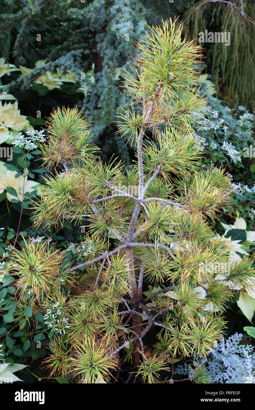 Green hued hi-res stock photography and images - Alamy