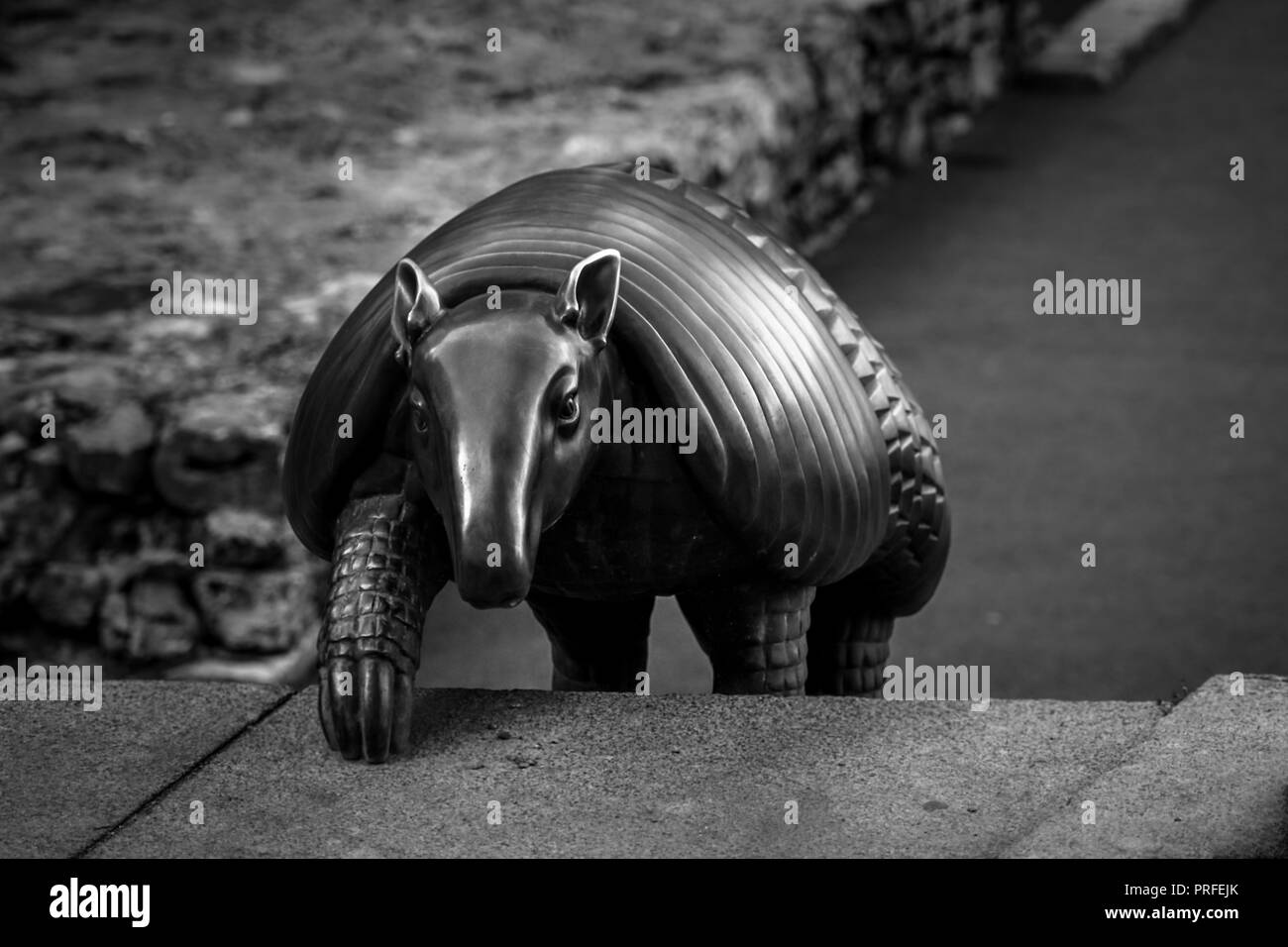 Armadillo Black and White Stock Photos & Images - Alamy