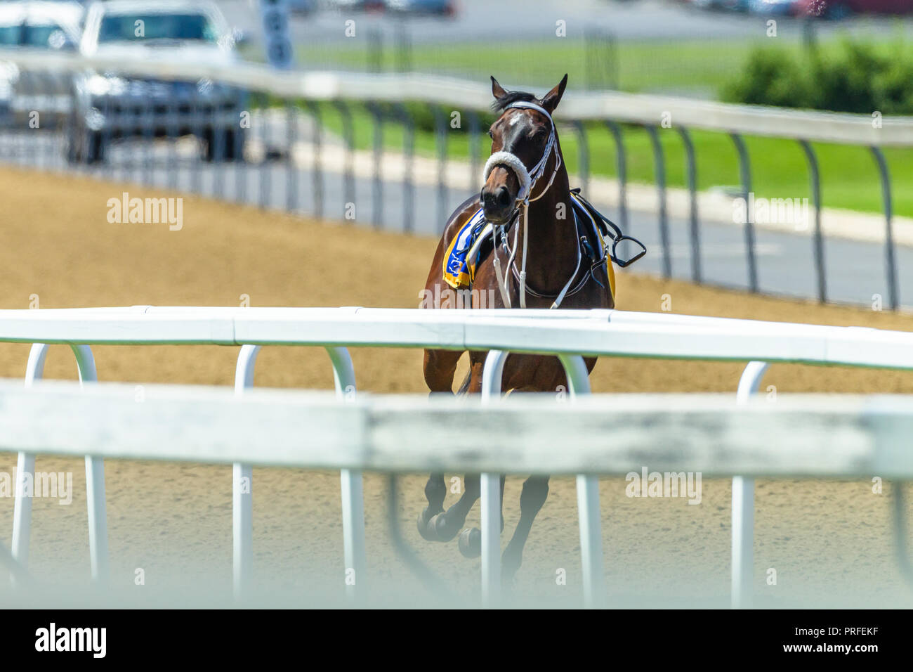 Riderless hi-res stock photography and images - Alamy