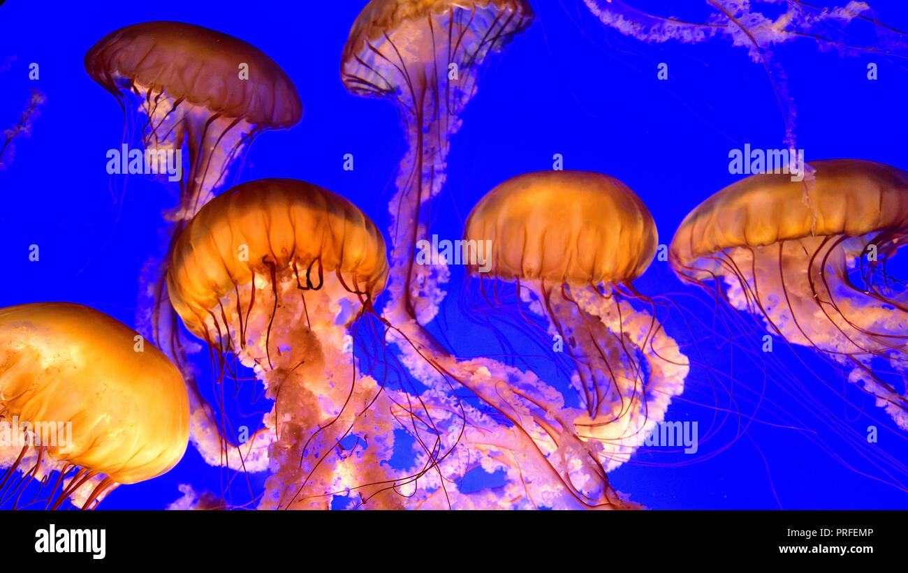 Fish propulsion hi-res stock photography and images - Alamy