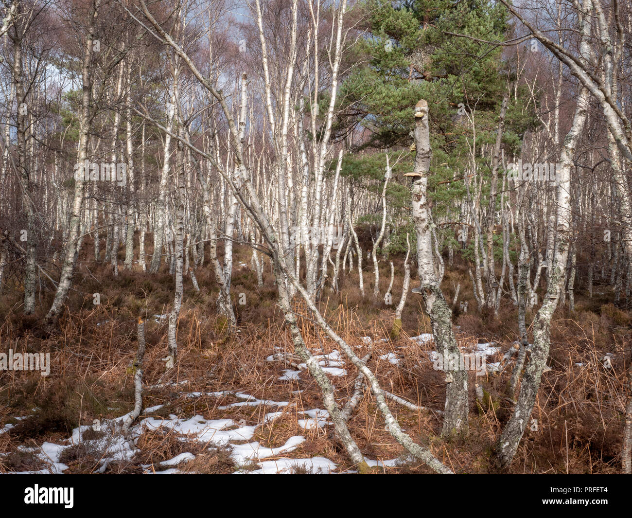 Landscape view of numerous silver birch trees at Muir of Dinnet ...