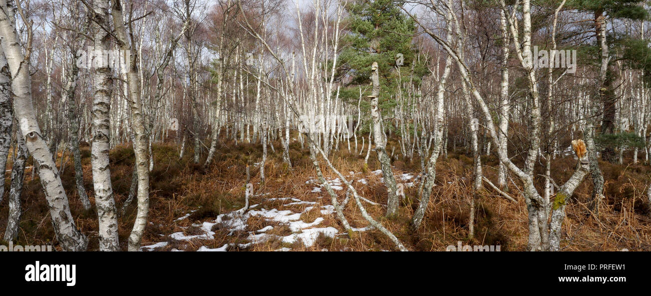 Silver birch wood hi-res stock photography and images - Alamy