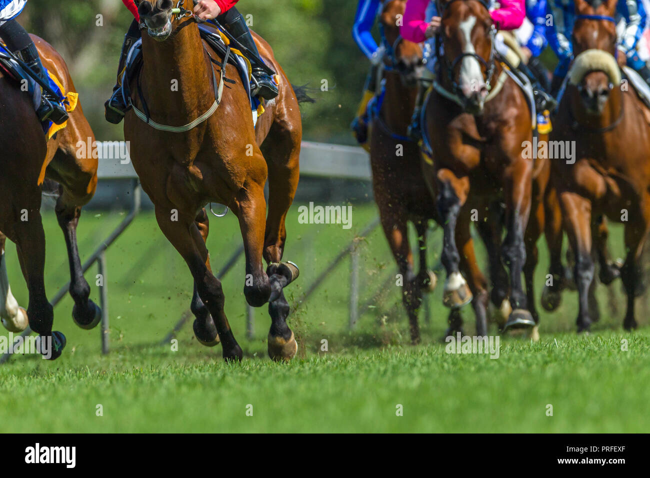 Race horse head neck stirrips blinkers close up on race track Stock ...