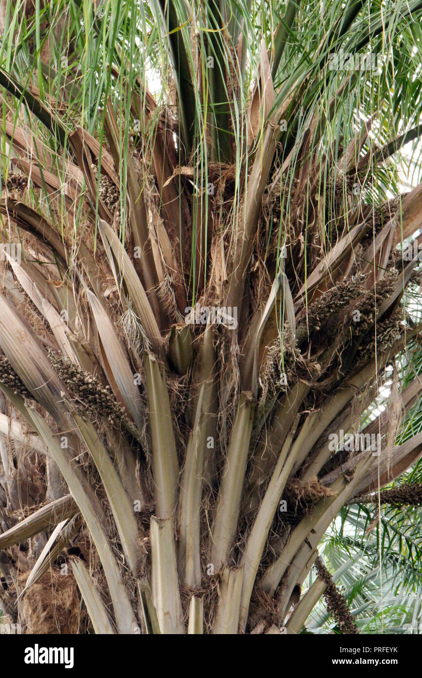 Close up of the bark of a Scheelea Palm tree, with wispy fern leaves ...