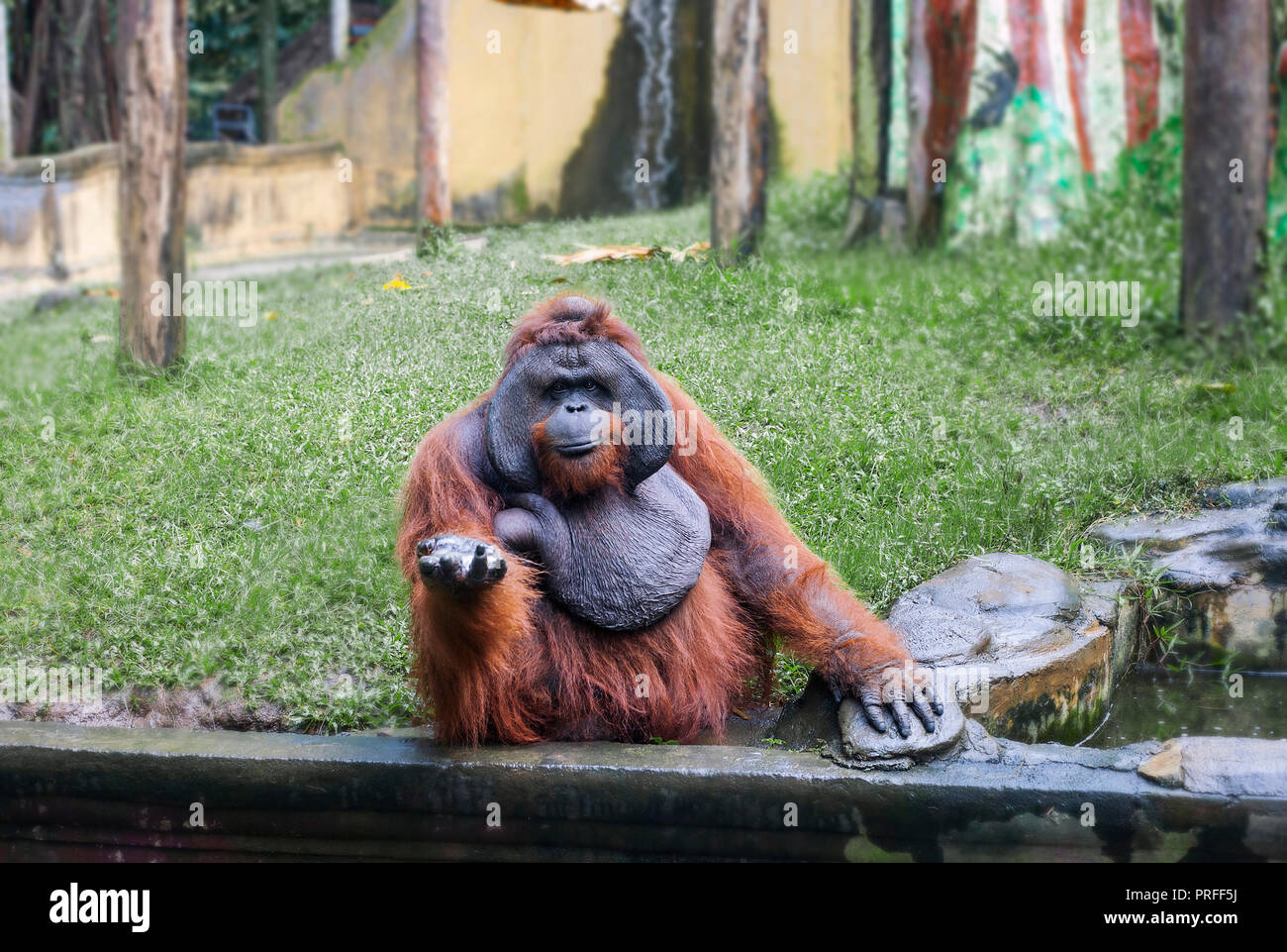 Funny large brown Sumatran Orangutan smiling. Pongo abelii monkey give ...