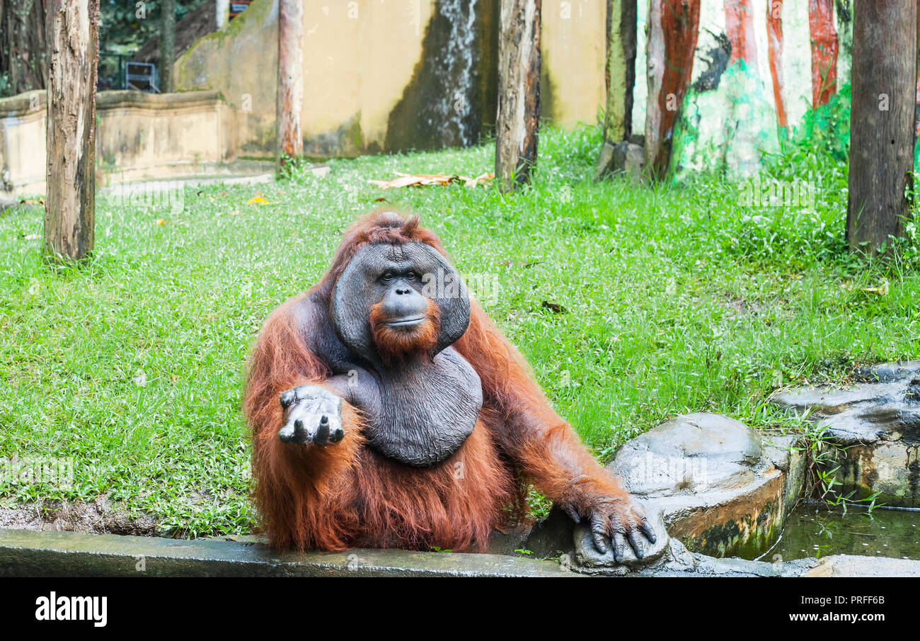 Funny large brown Sumatran Orangutan sitting on green grass and ...
