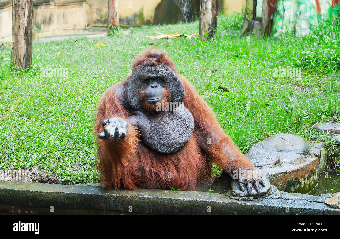 Funny large brown Sumatran Orangutan sitting on grass. Pongo abelii ...