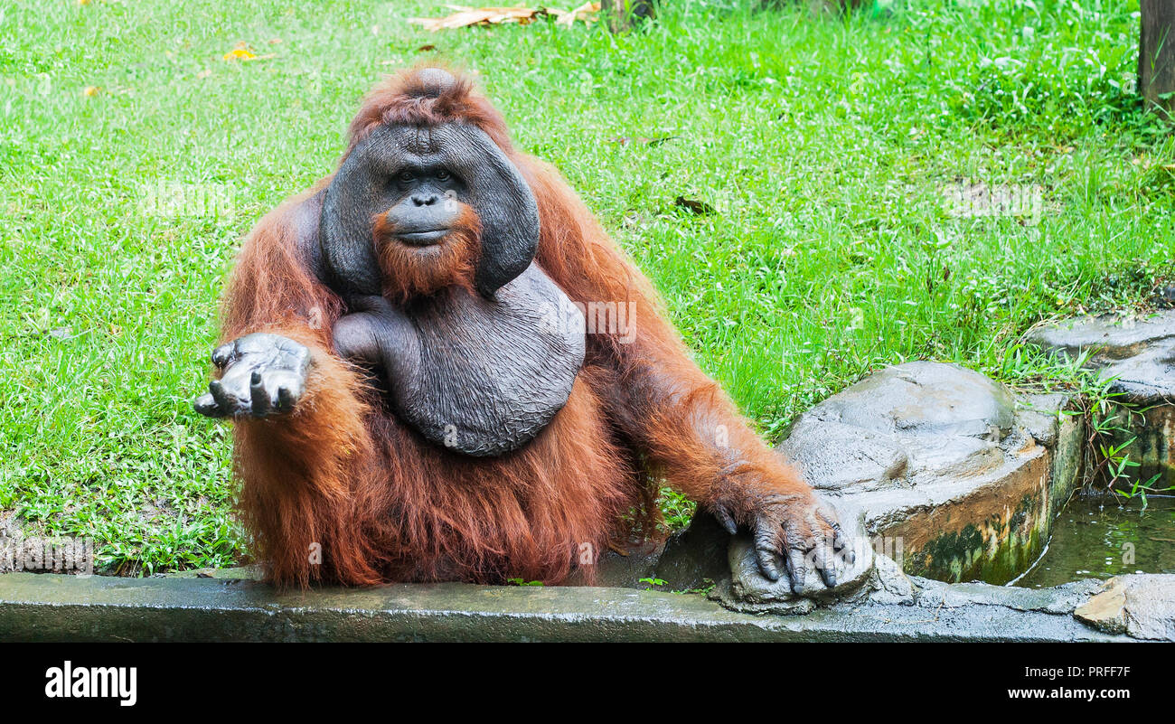 Orangutan funny hi-res stock photography and images - Alamy