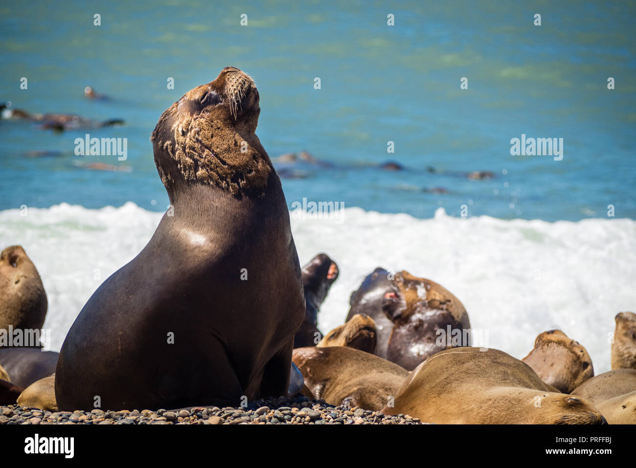 sea wolf in the coast of Argentina. Beach near Caleta Olivia. Patagonia ...
