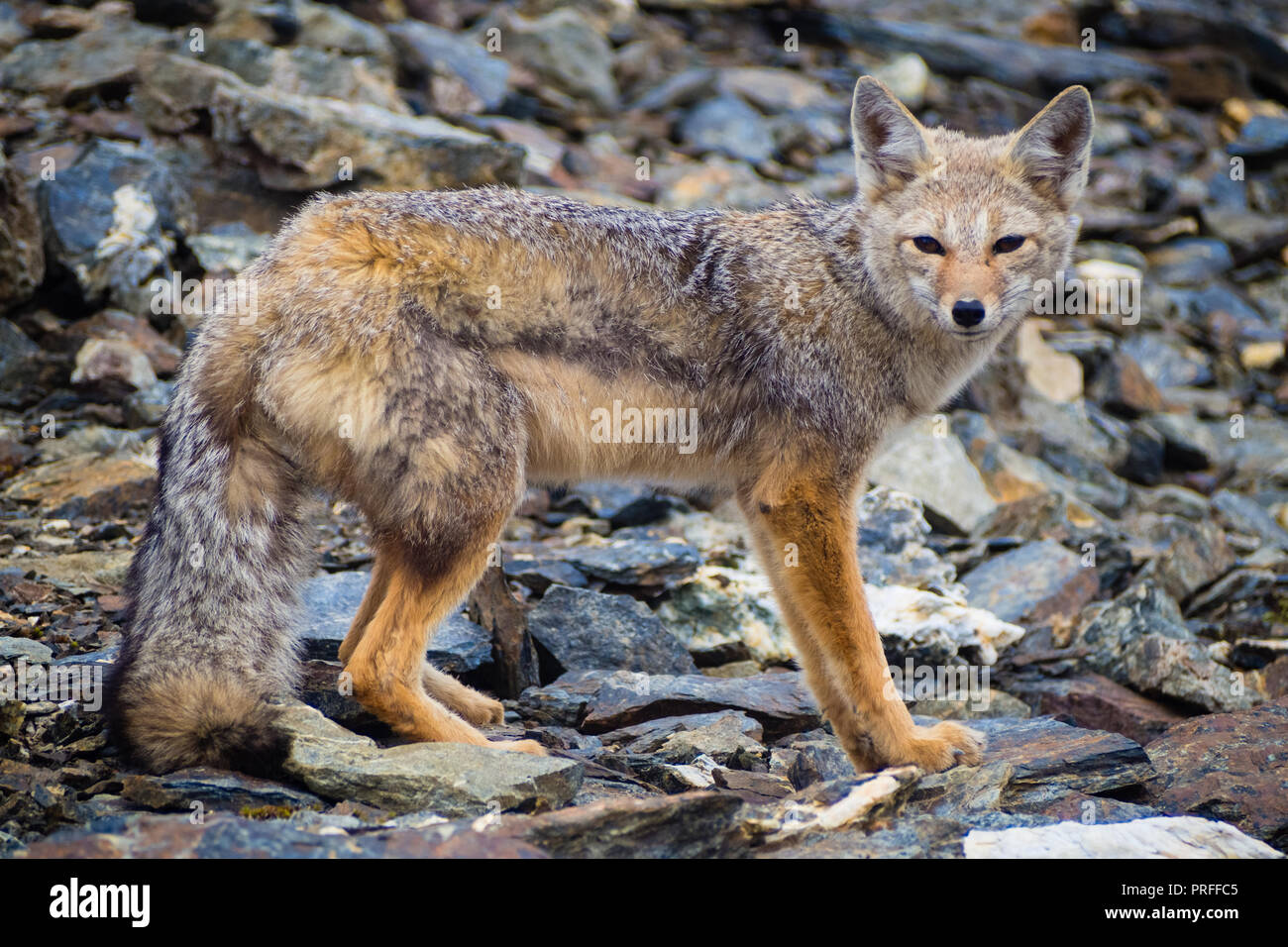 Patagonian grey fox hi-res stock photography and images - Alamy
