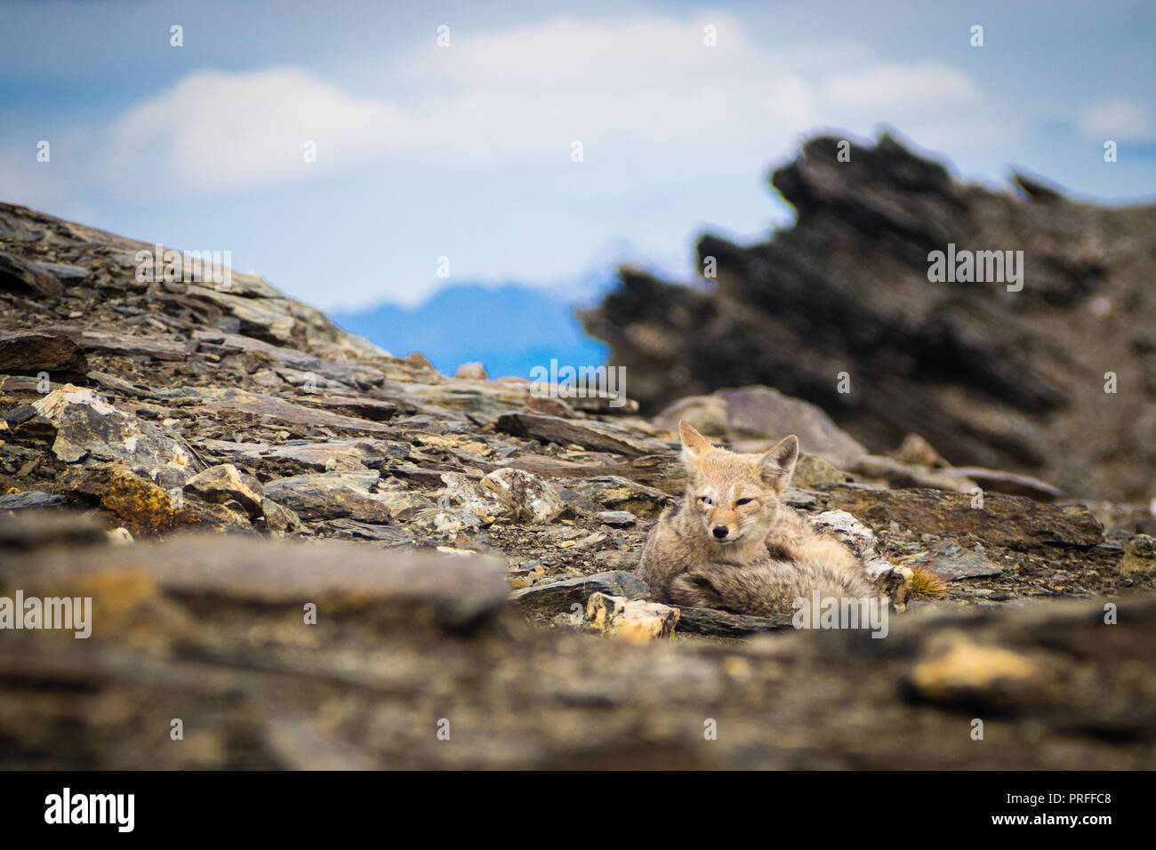 Alpine fox hi-res stock photography and images - Alamy