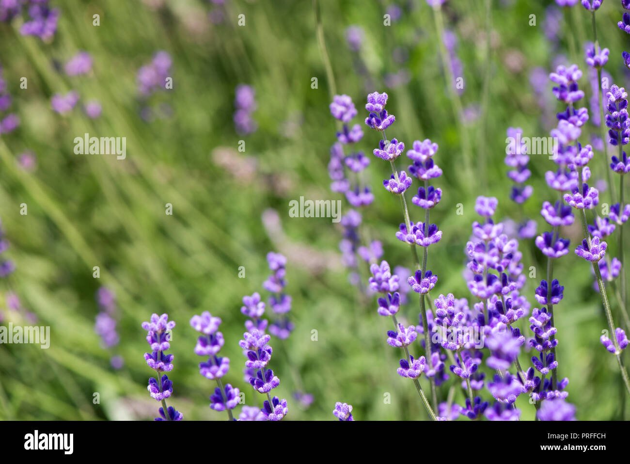 Collecting wallpaper hi-res stock photography and images - Alamy
