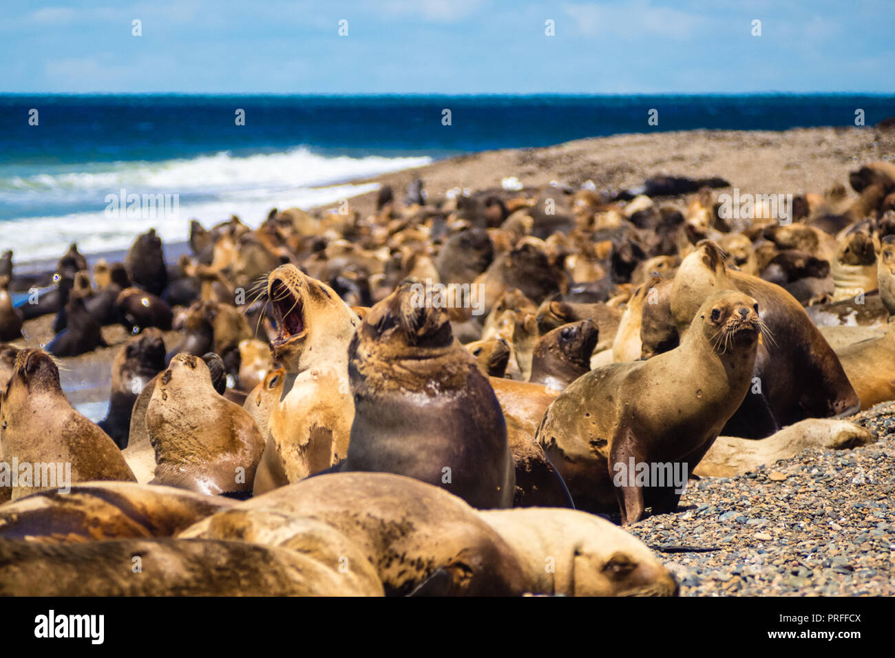 sea wolf in the coast of Argentina. Beach near Caleta Olivia. Patagonia ...