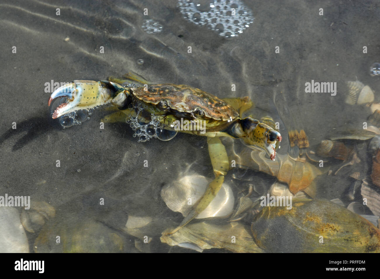 Taschenkrebs nordsee hi-res stock photography and images - Alamy