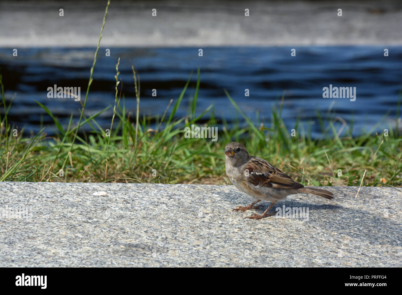 Vogel Spatz Stock Photo - Alamy