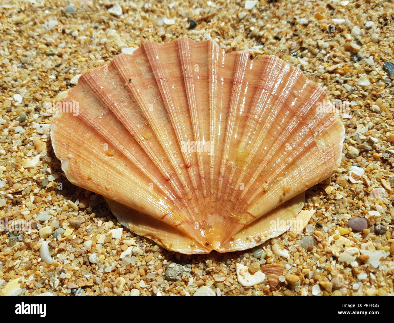 Seashells on the Beach Stock Photo - Alamy