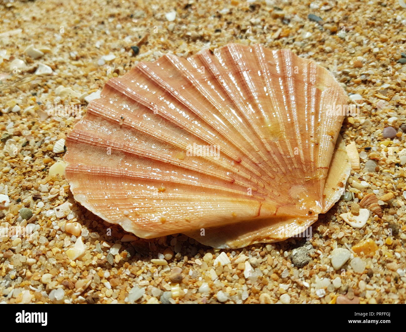 Seashells on the Beach Stock Photo - Alamy