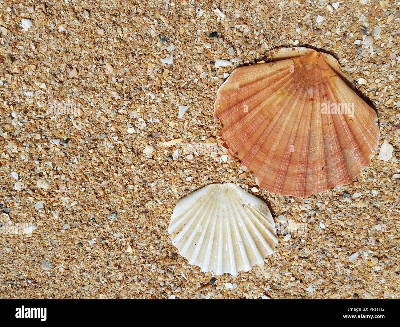 Seashells on the Beach Stock Photo - Alamy
