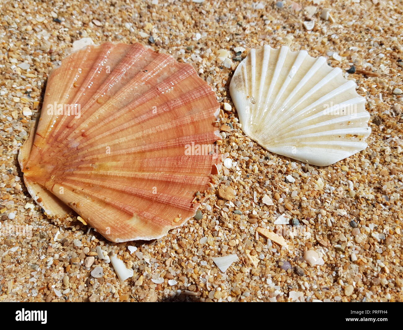 Seashells on the Beach Stock Photo - Alamy